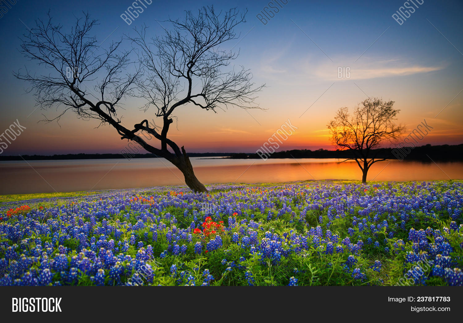 Beautiful Texas Spring Image & Photo (Free Trial) | Bigstock