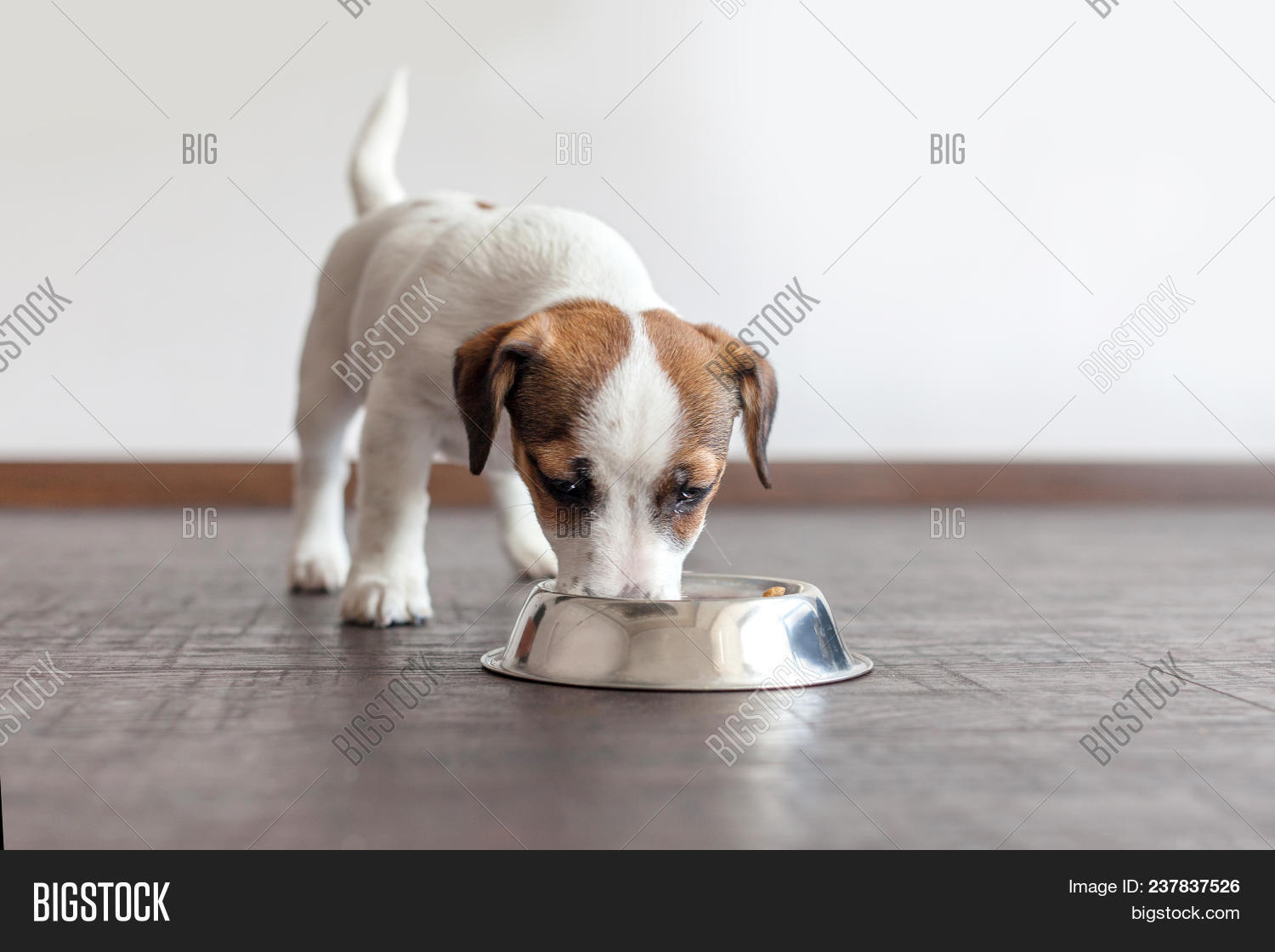 Dog Eating Food Bowl. Image & Photo (Free Trial) | Bigstock
