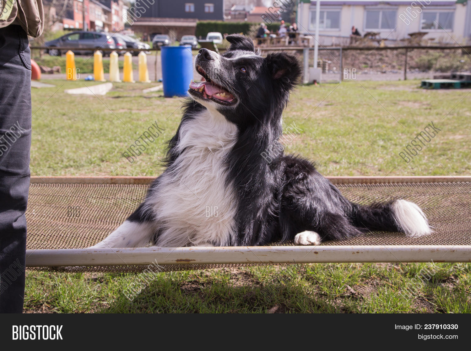 Portrait Beauceron Dog Image & Photo (Free Trial) | Bigstock