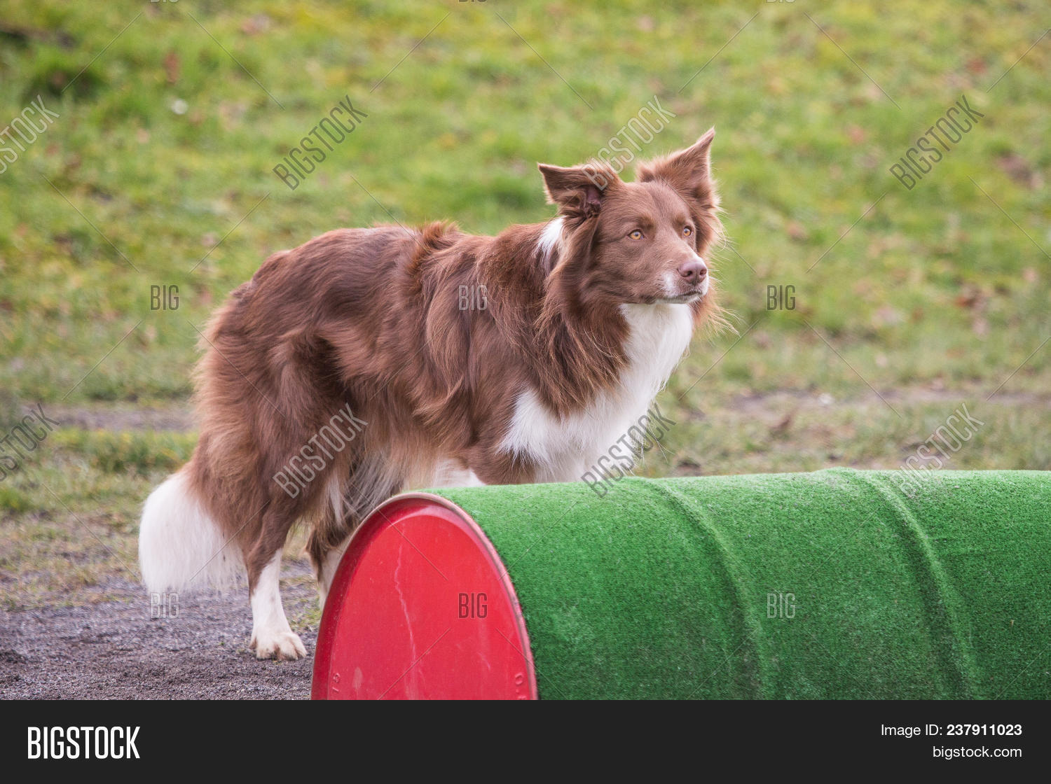 Portrait Beauceron Dog Image & Photo (Free Trial) | Bigstock