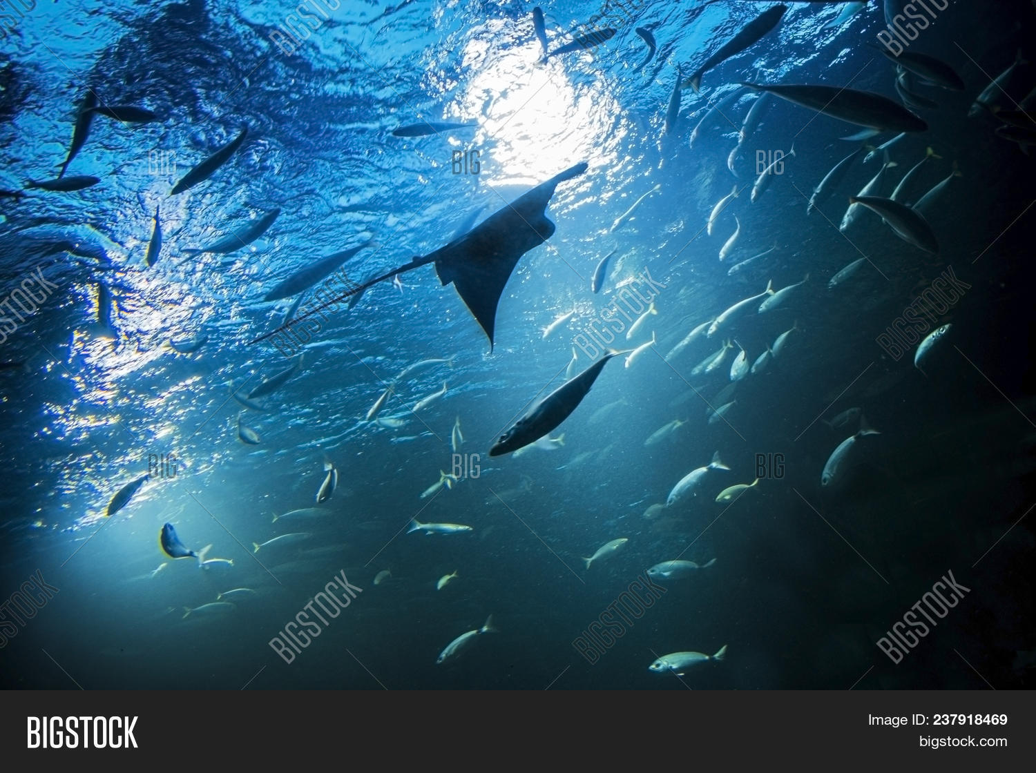 Batoidea Swimming Image & Photo (Free Trial) | Bigstock