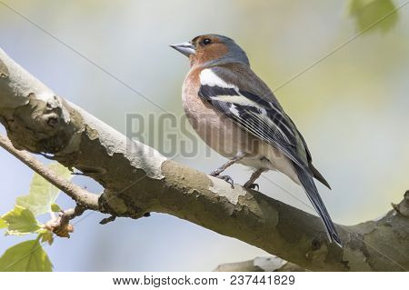 Finch Fringilla Image & Photo (Free Trial) | Bigstock