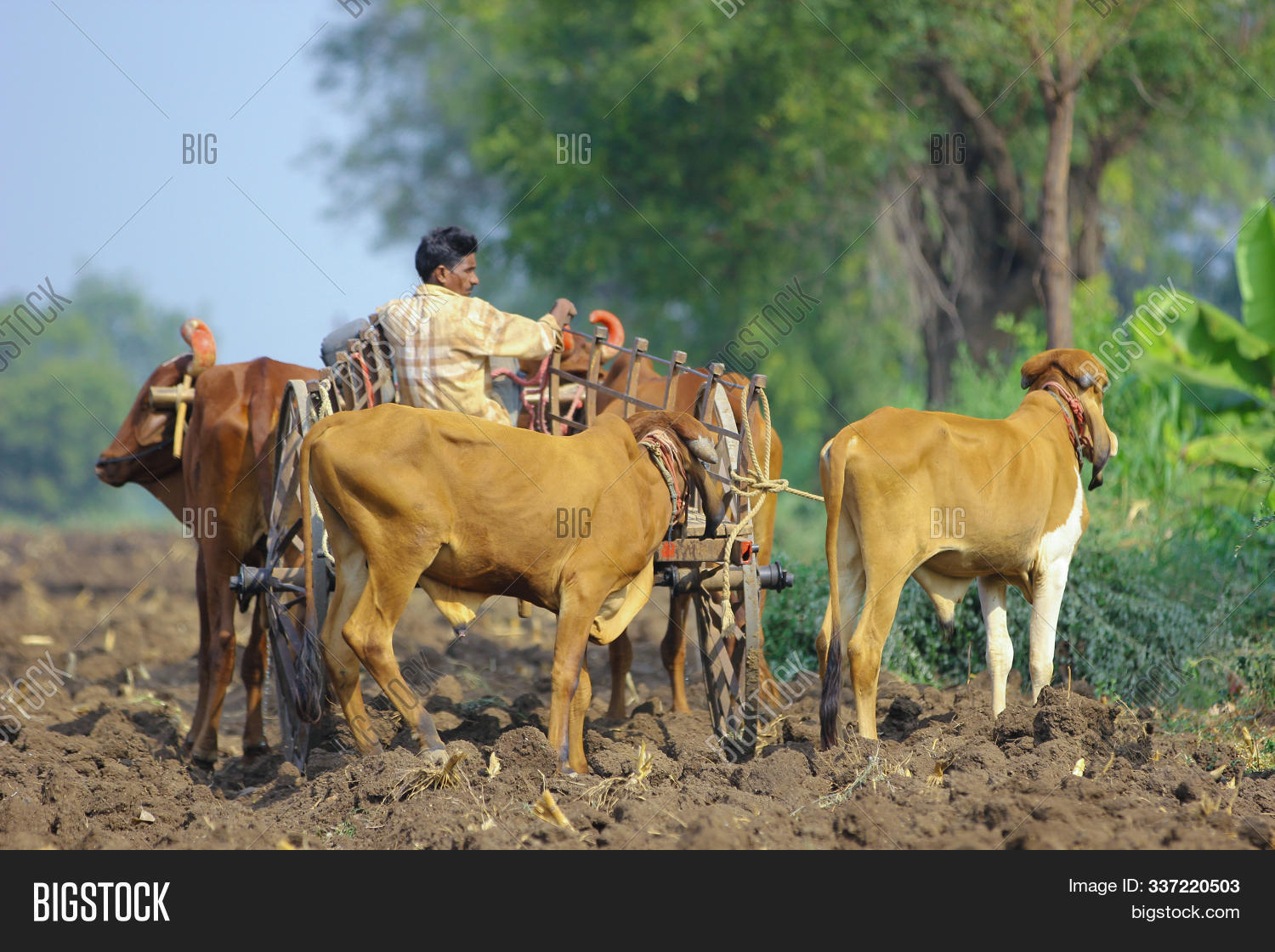 Indian Farmer On Bull Image & Photo (Free Trial) | Bigstock