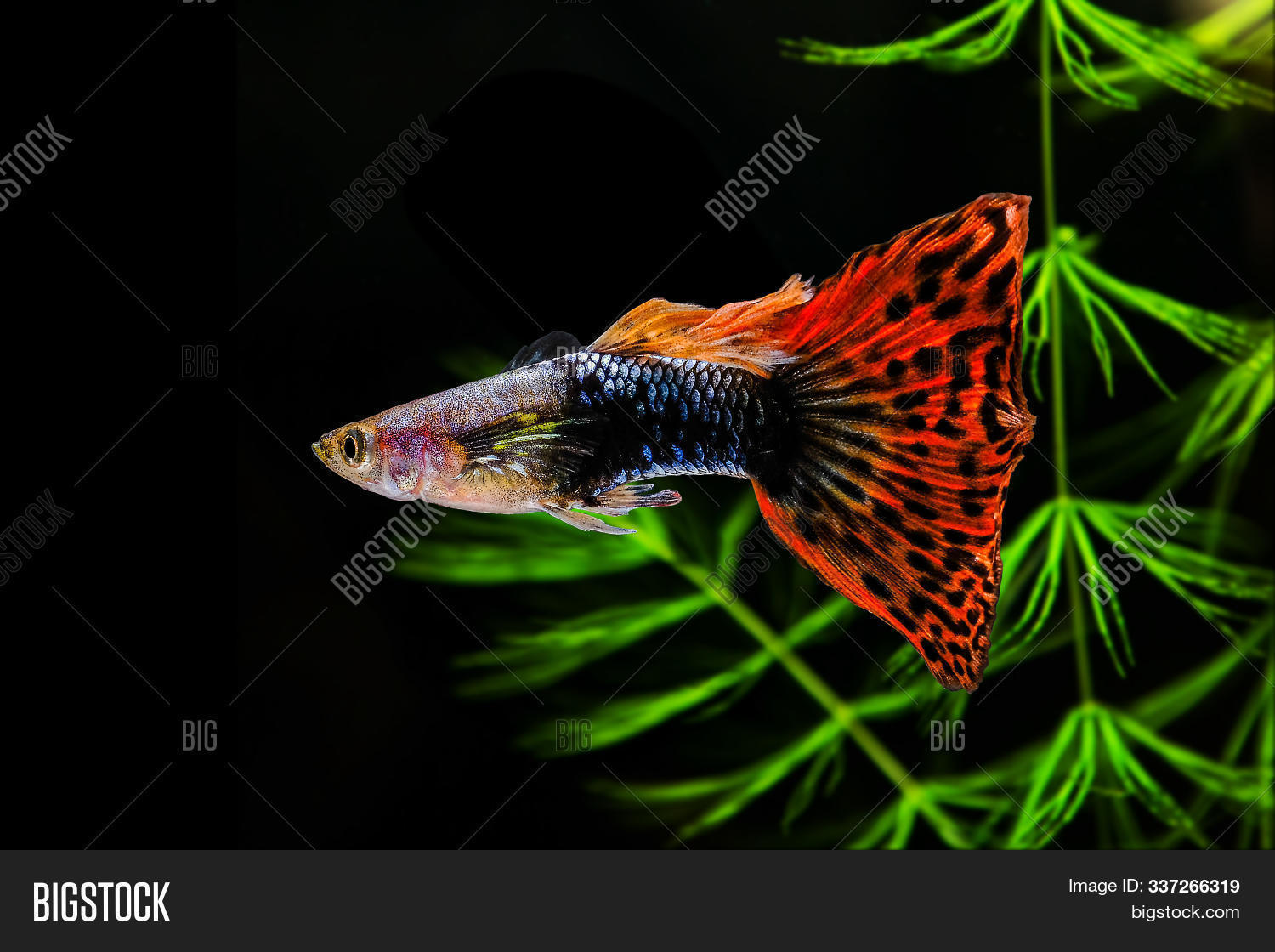 Guppy Multi Colored Image & Photo (Free Trial) | Bigstock