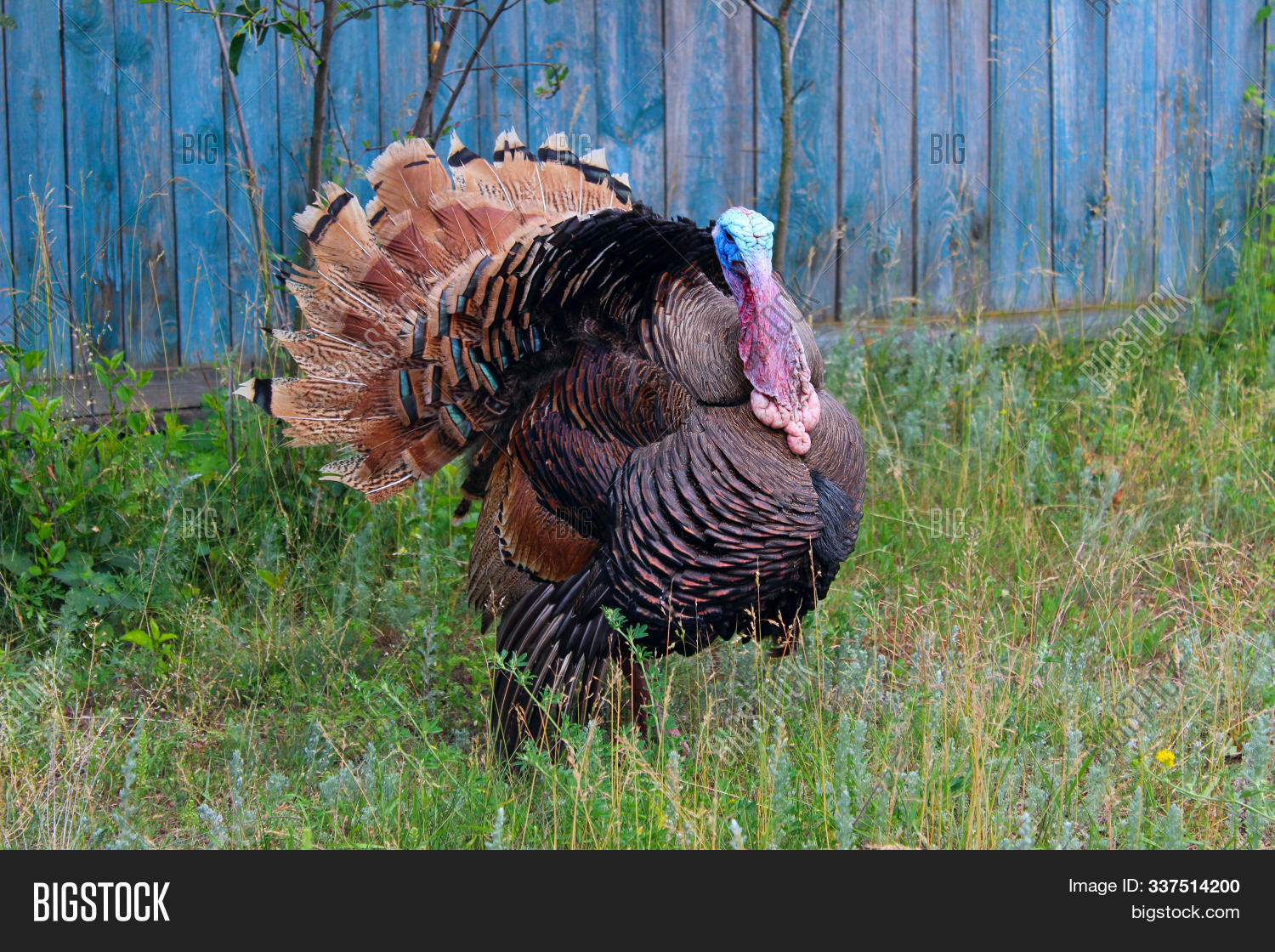 Portrait Turkey Male Image & Photo (Free Trial) | Bigstock