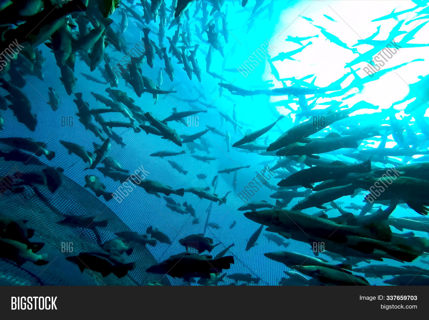 Flock Fish Inside Fish Image & Photo (Free Trial) | Bigstock