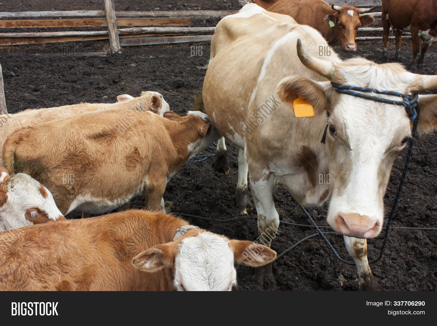 Thin Red Cow Standing Image & Photo (Free Trial) | Bigstock