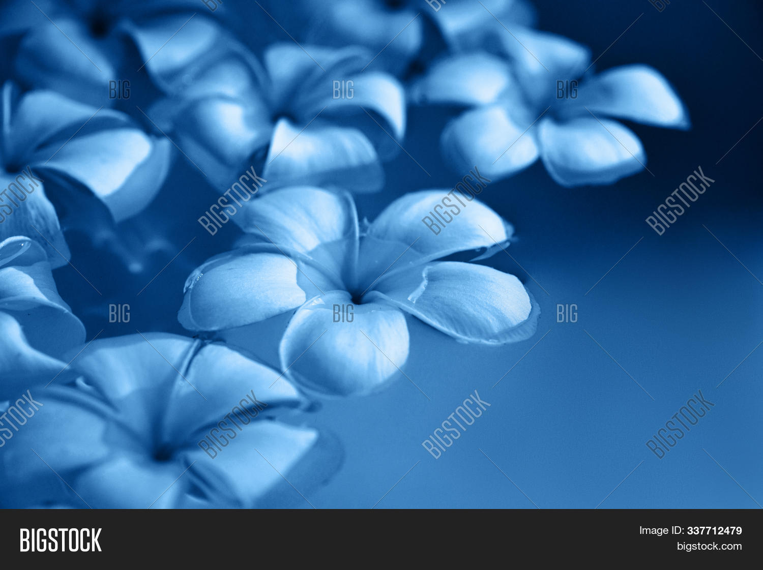 Beautiful Frangipani Image & Photo (Free Trial) | Bigstock