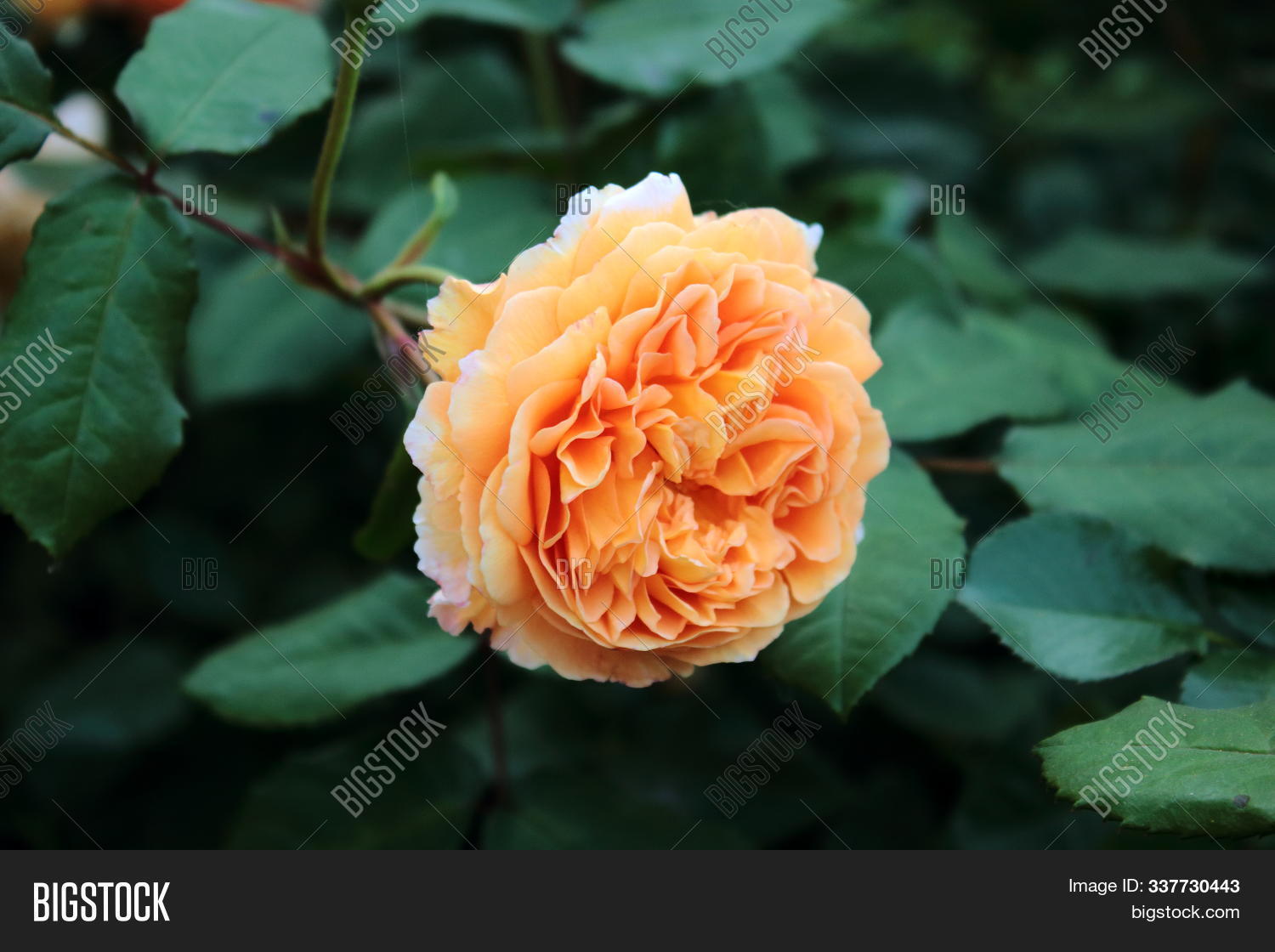 One Big Orange Rose Image & Photo (Free Trial) | Bigstock