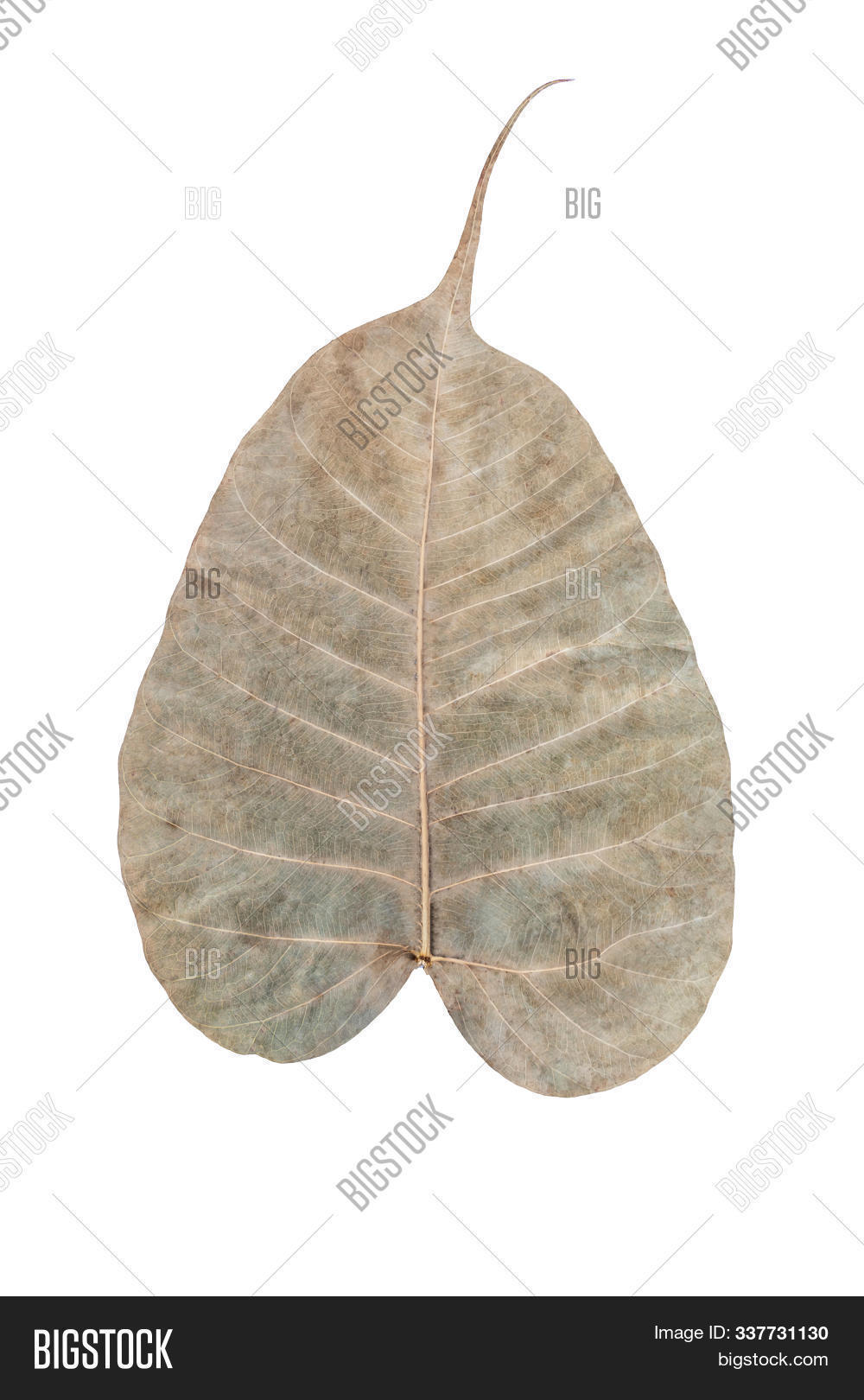 Banyan Tree Leaf Images