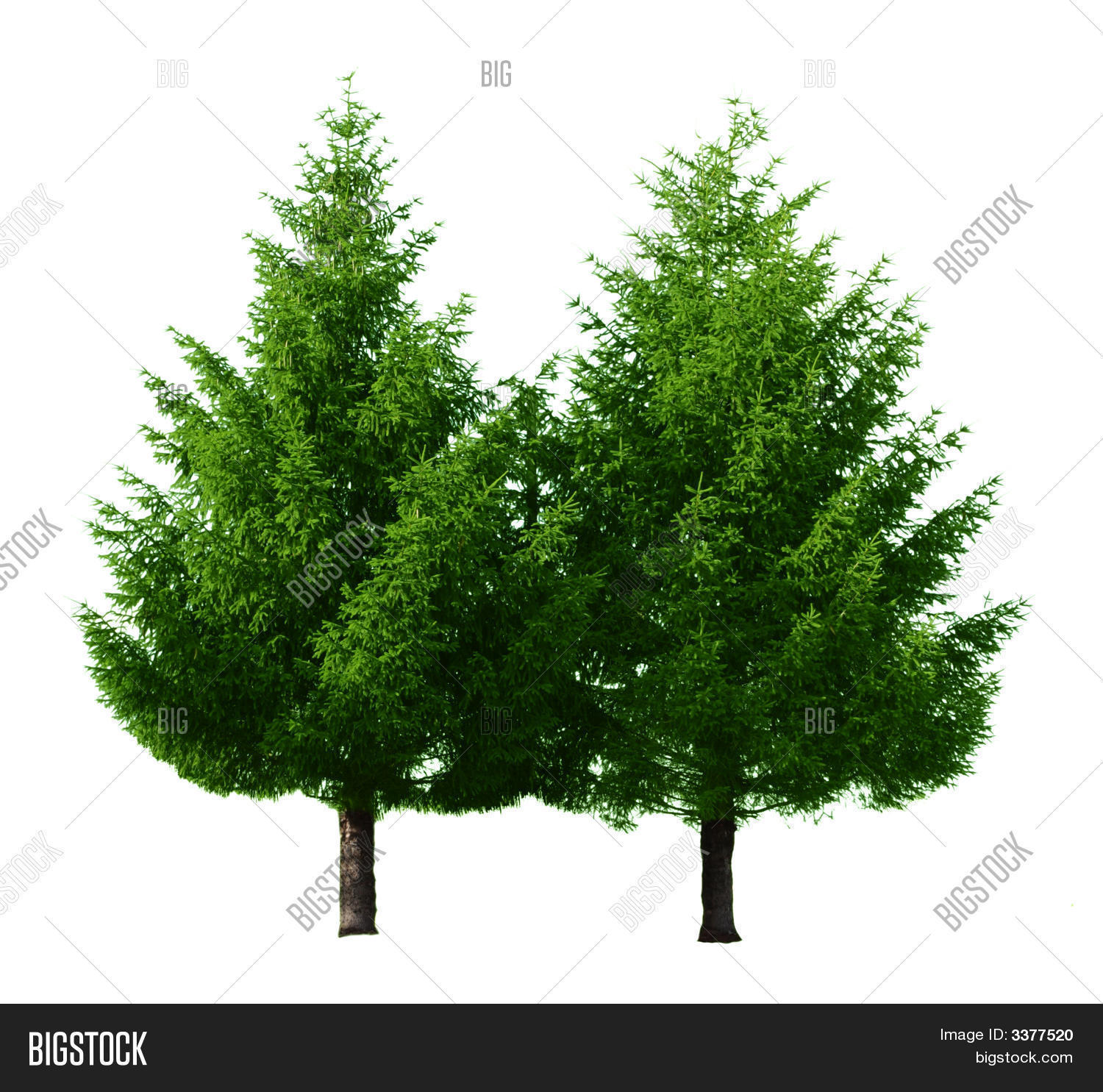 Two Pine Trees Image & Photo (Free Trial) | Bigstock