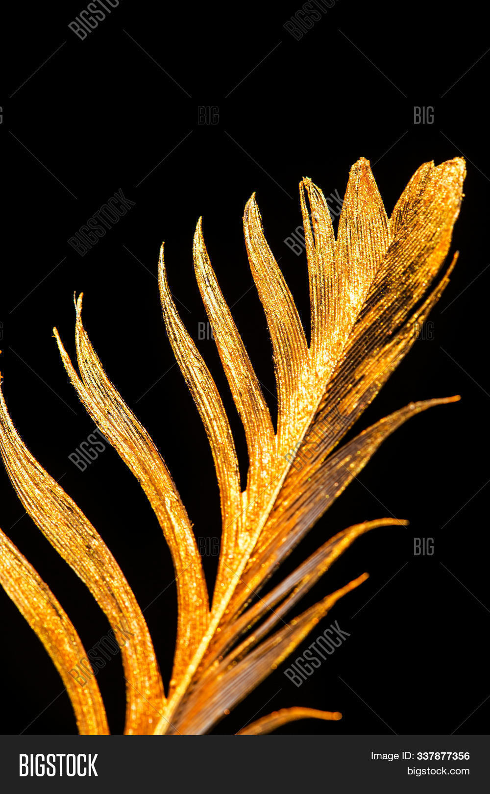 Feather Covered Gold Image & Photo (Free Trial) | Bigstock