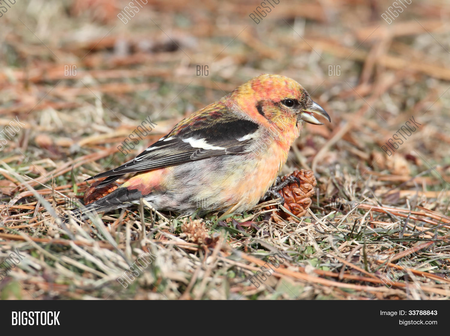 White-winged Crossbill Image & Photo (Free Trial) | Bigstock