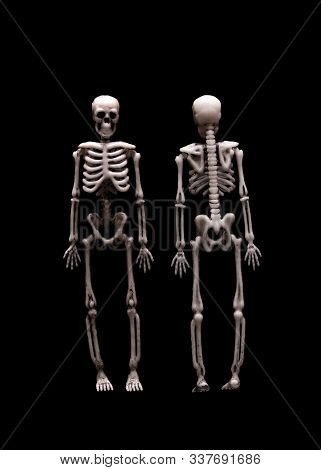 Model Human Skeleton Image & Photo (Free Trial) | Bigstock