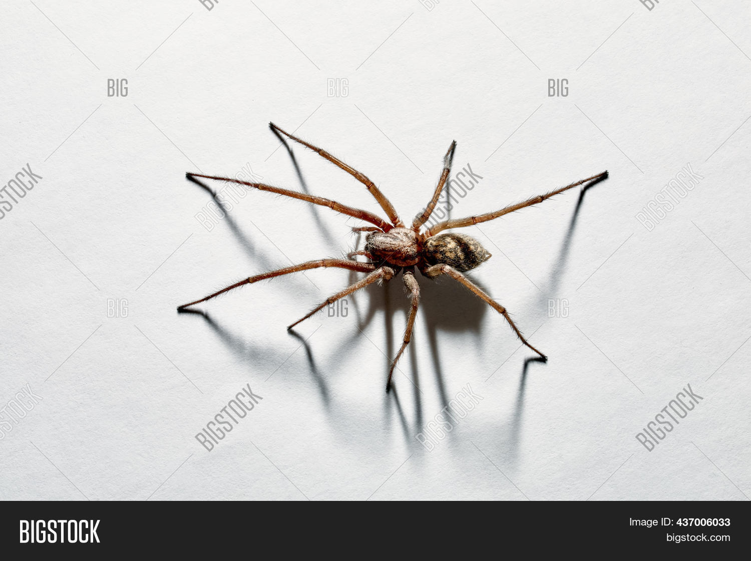 Predatory Spider Image & Photo (Free Trial) | Bigstock