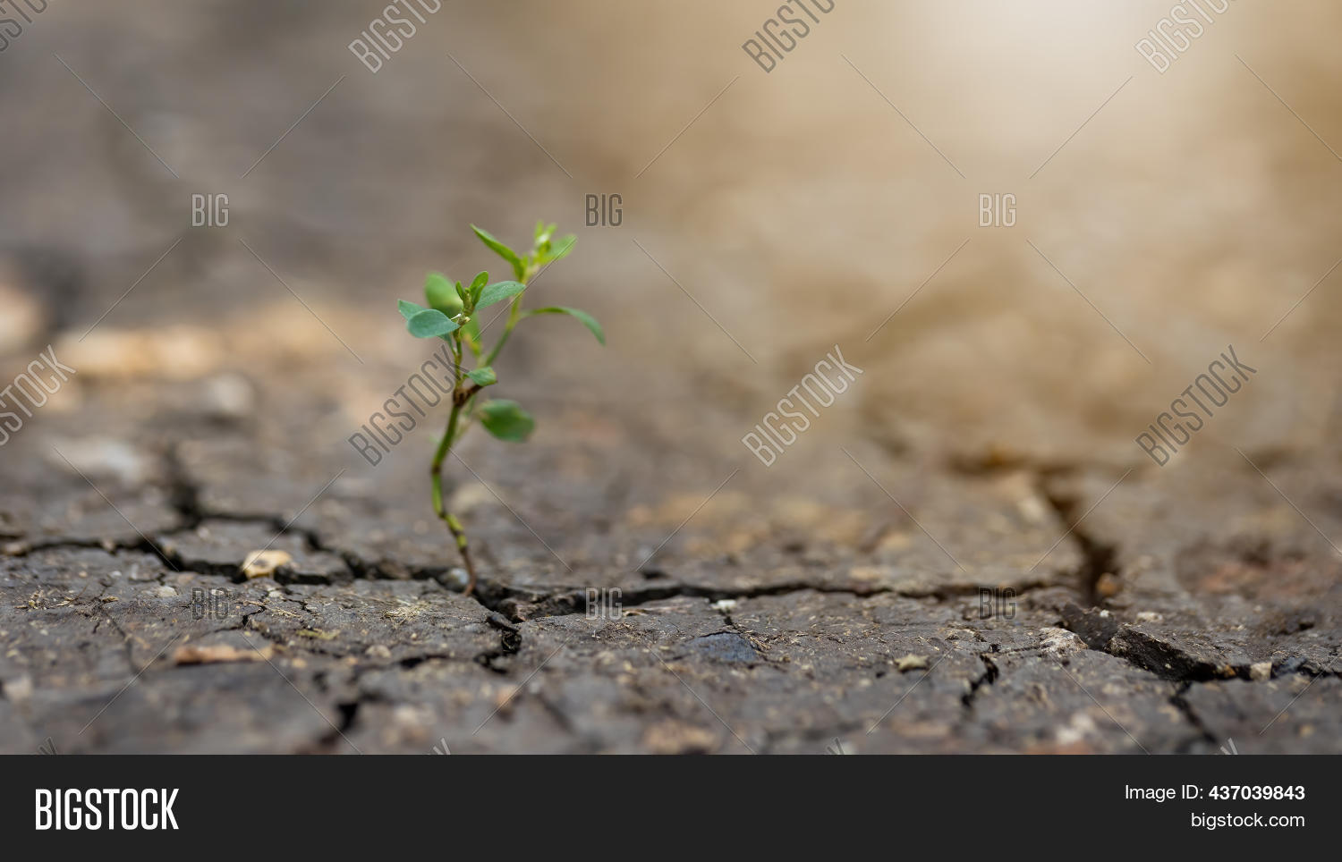 Little Plant 图片和照片（免费试用） | Bigstock