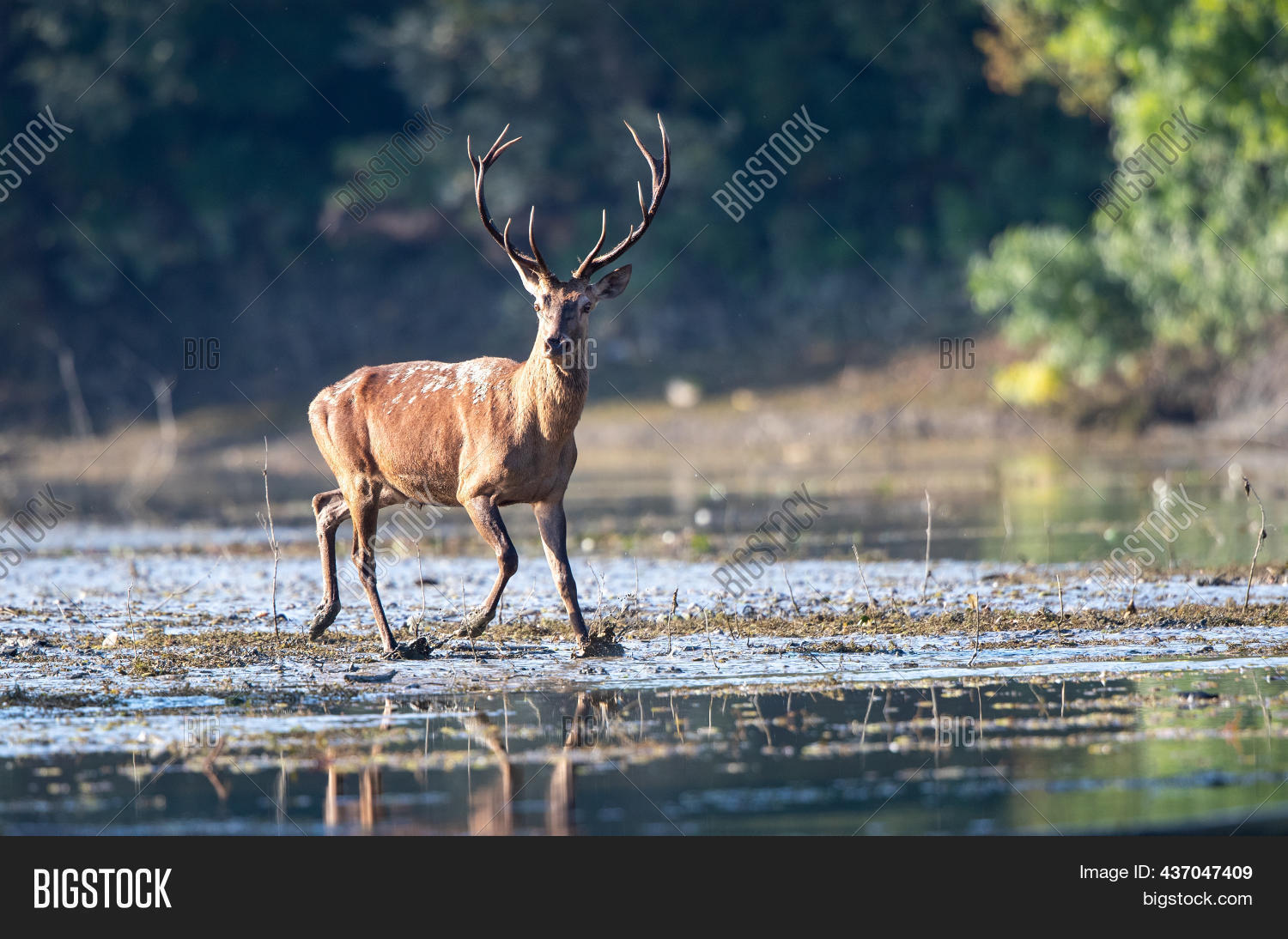 Red Deer Big Antlers Image & Photo (Free Trial) | Bigstock