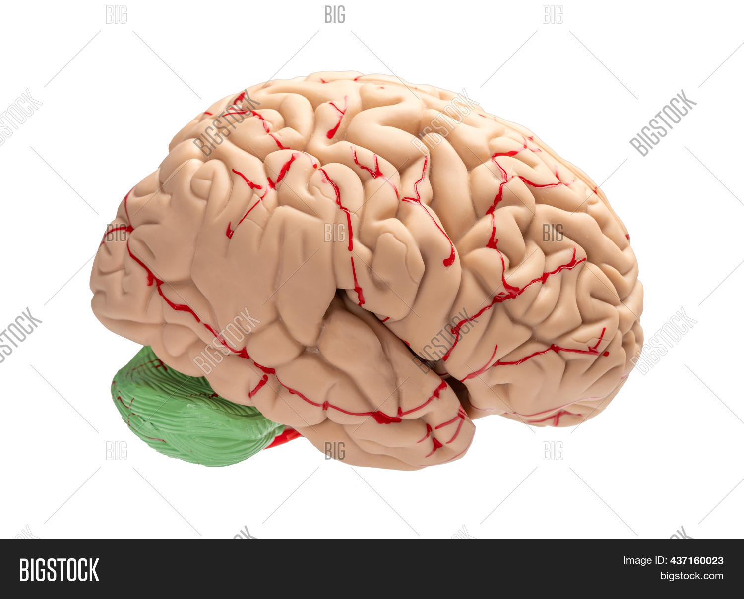 Human Brain Side View Image & Photo (Free Trial) | Bigstock