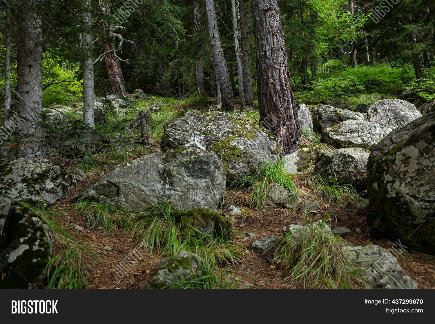 Fantastic Forest Rocks Image & Photo (Free Trial) | Bigstock