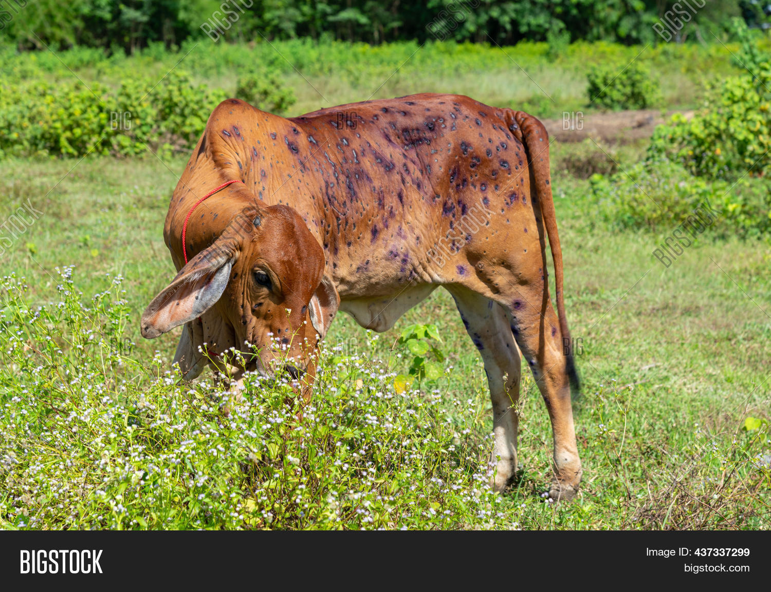 Cow Close Suffering Image & Photo (Free Trial) | Bigstock