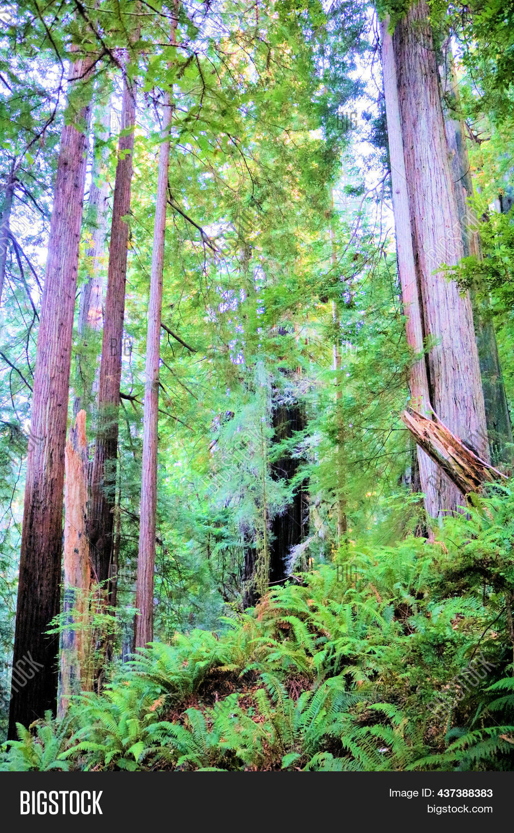 Giant Coastal Redwood Image & Photo (Free Trial) | Bigstock