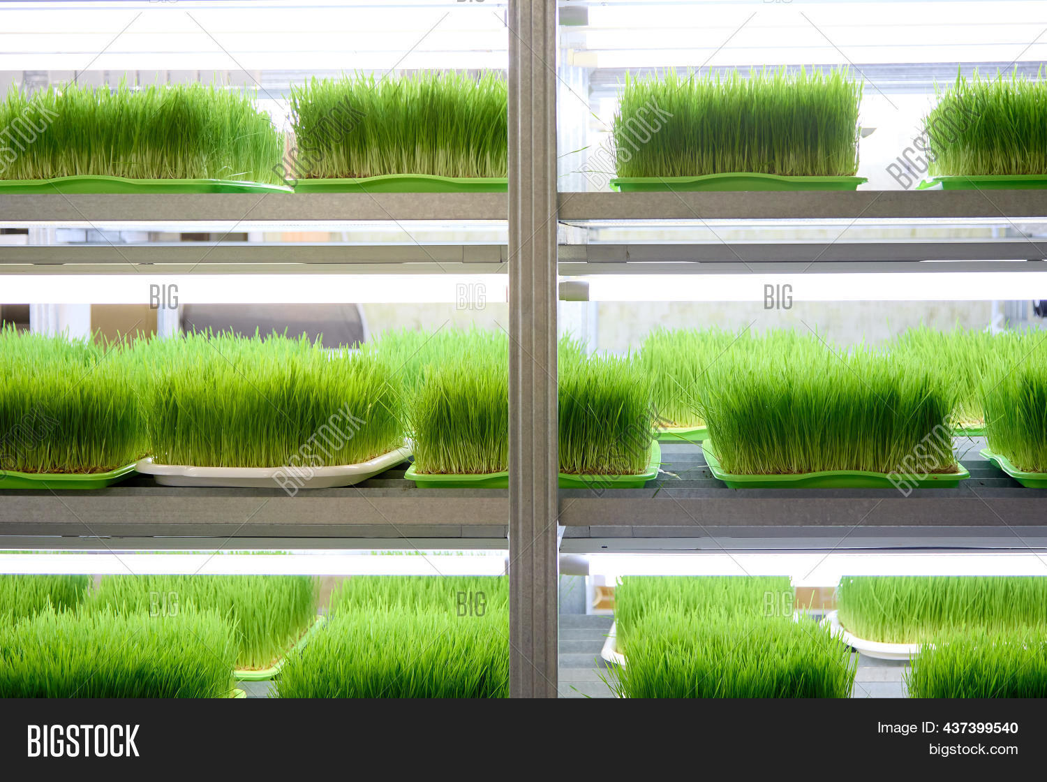 Farm Racks Green Wheat Image & Photo (Free Trial) | Bigstock