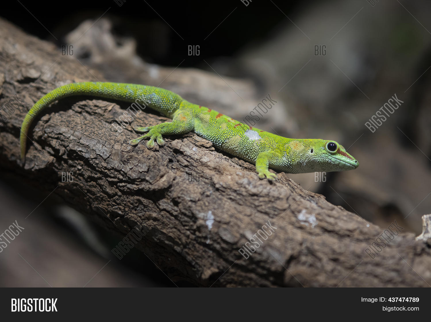 Giant Geko Madagascar Image & Photo (Free Trial) | Bigstock