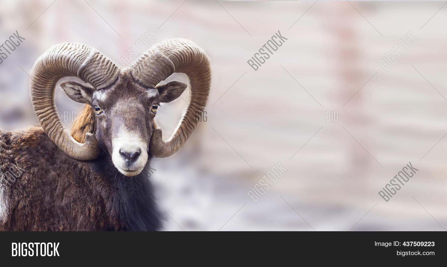 Portrait Ram. Animal Image & Photo (Free Trial) | Bigstock