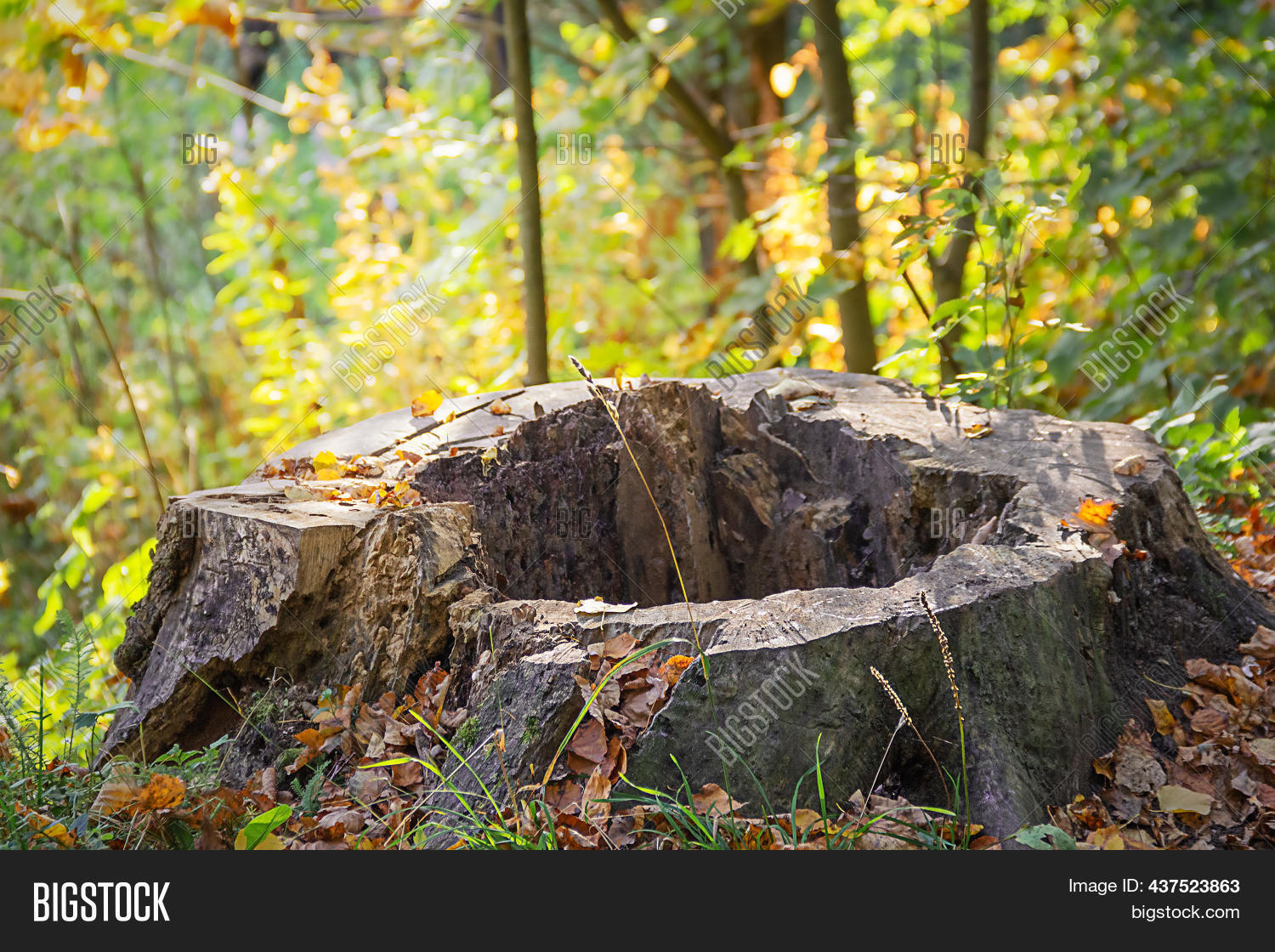 Old Rotten Stump Hole Image & Photo (Free Trial) | Bigstock