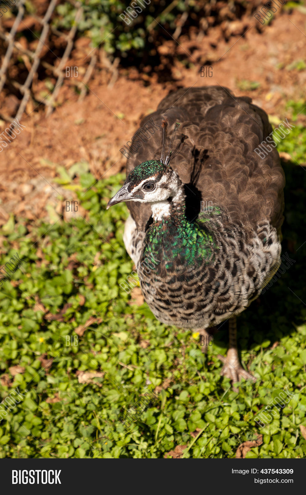 Peahen Peacock Bird Image & Photo (Free Trial) | Bigstock