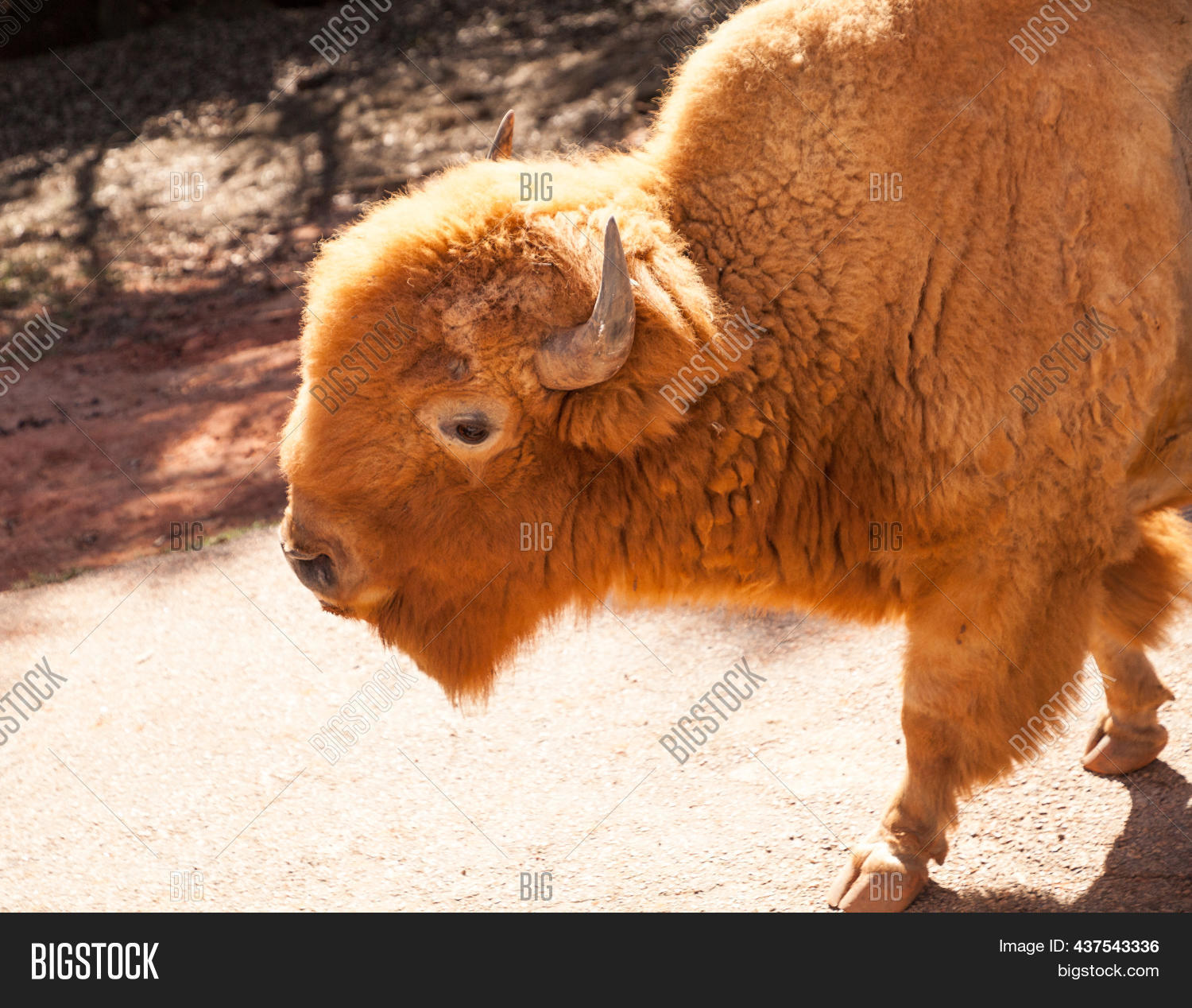 Red American Bison Image & Photo (Free Trial) | Bigstock