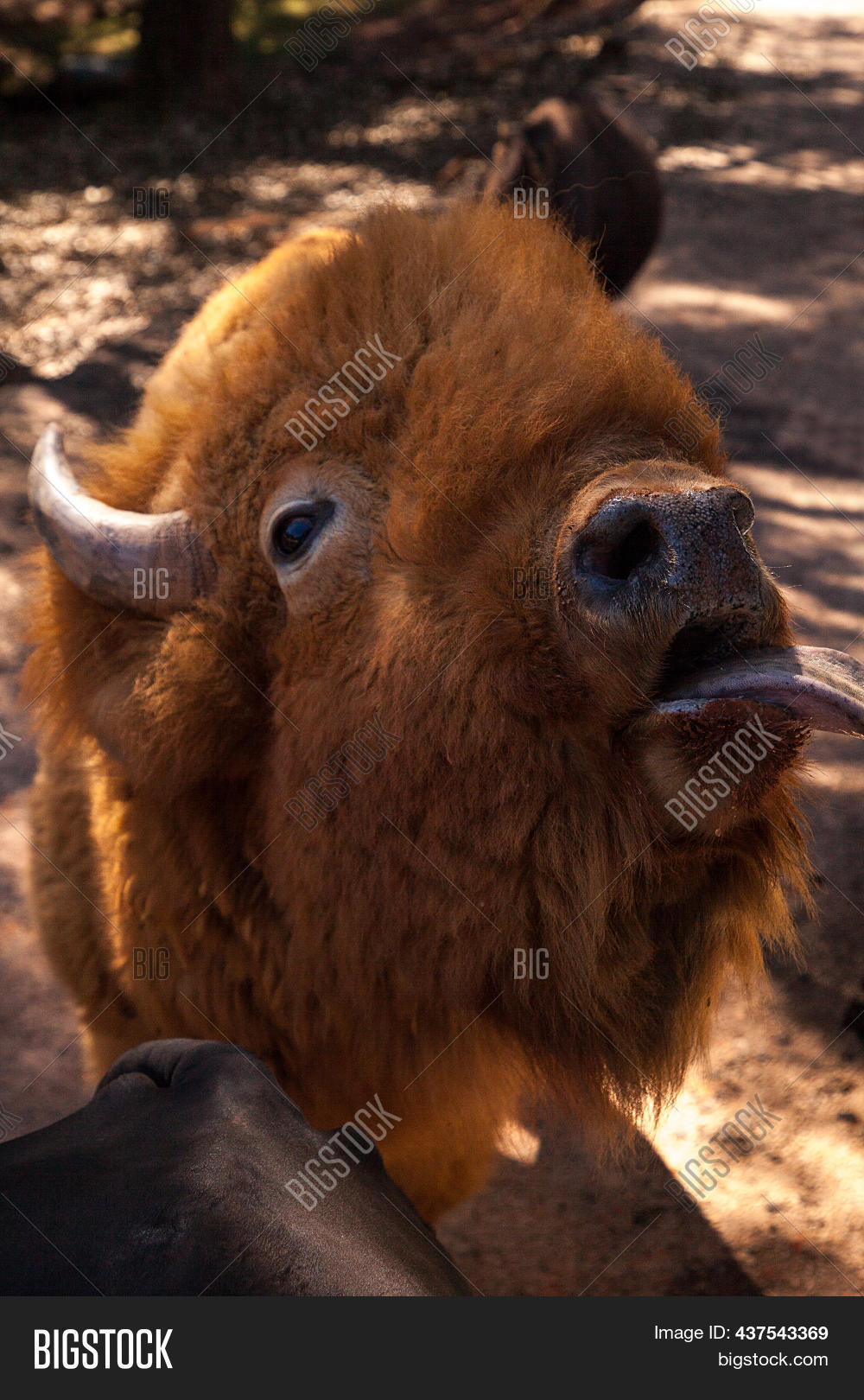 Red American Bison Image & Photo (Free Trial) | Bigstock