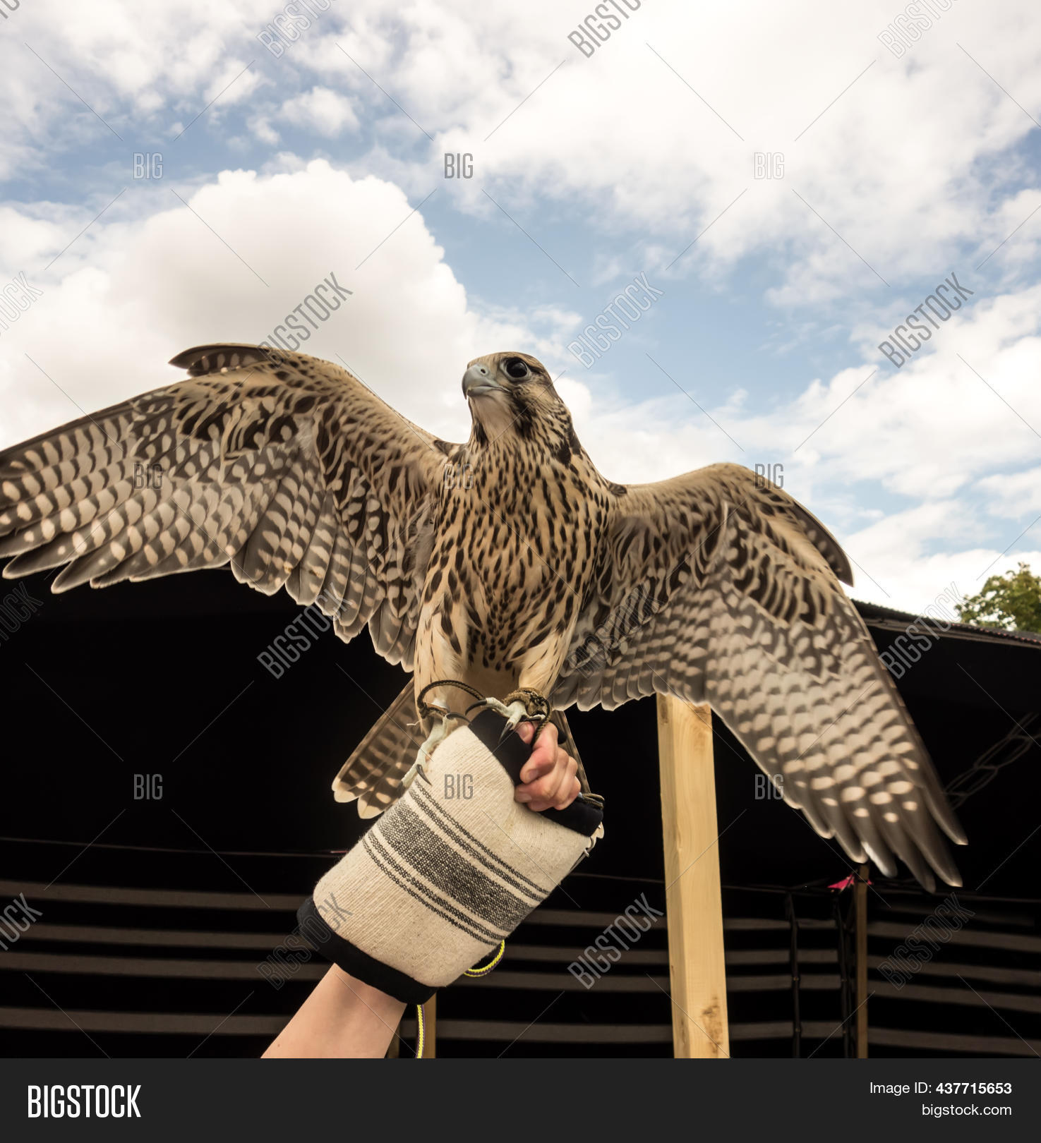 Saker Falcon Bird Image & Photo (Free Trial) | Bigstock