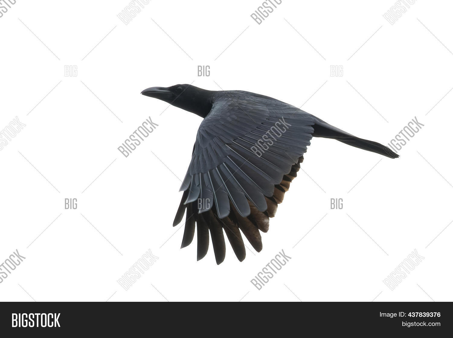 Image Crow Flapping Image & Photo (Free Trial) | Bigstock