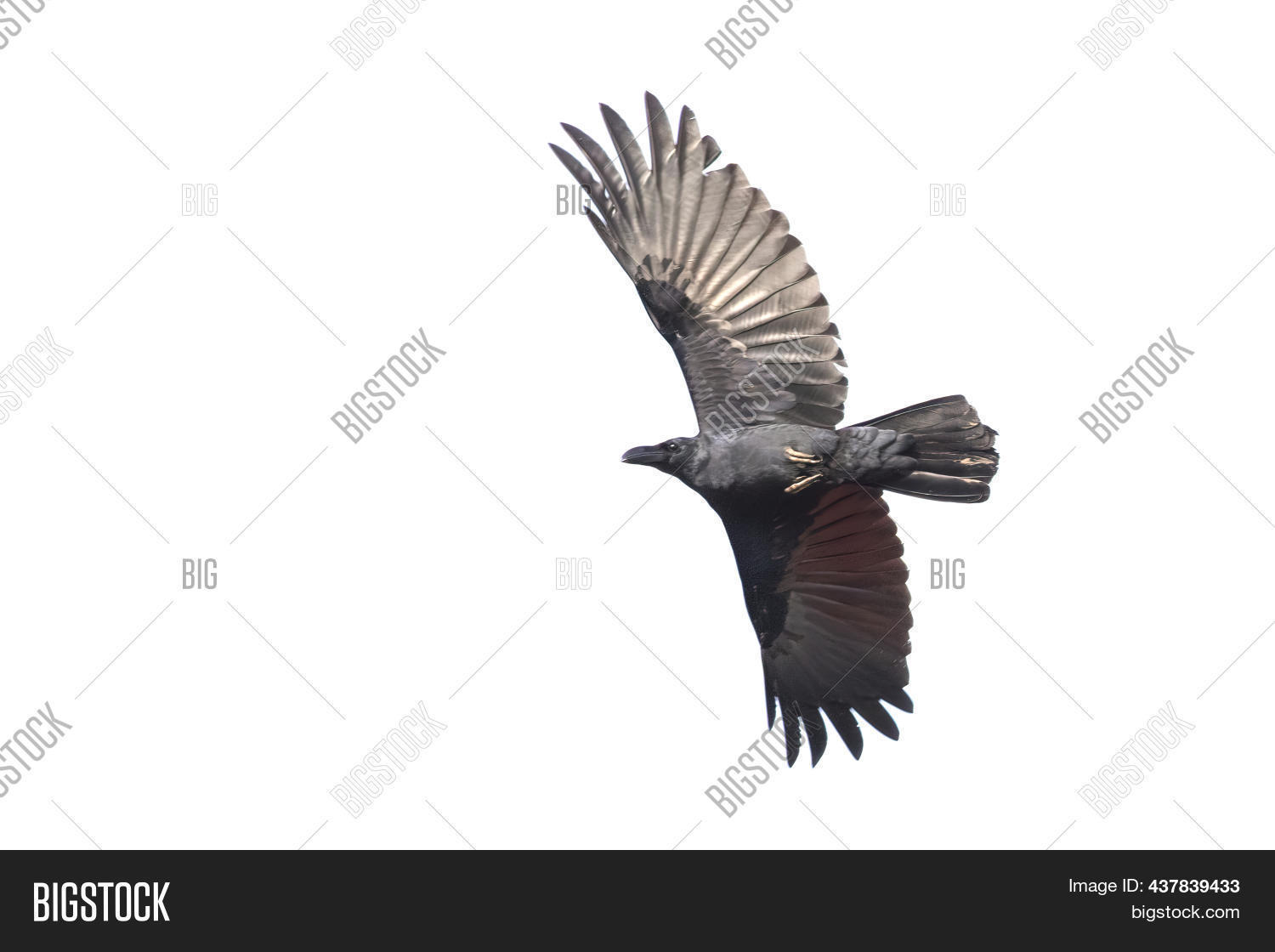 Image Crow Flapping Image & Photo (Free Trial) | Bigstock