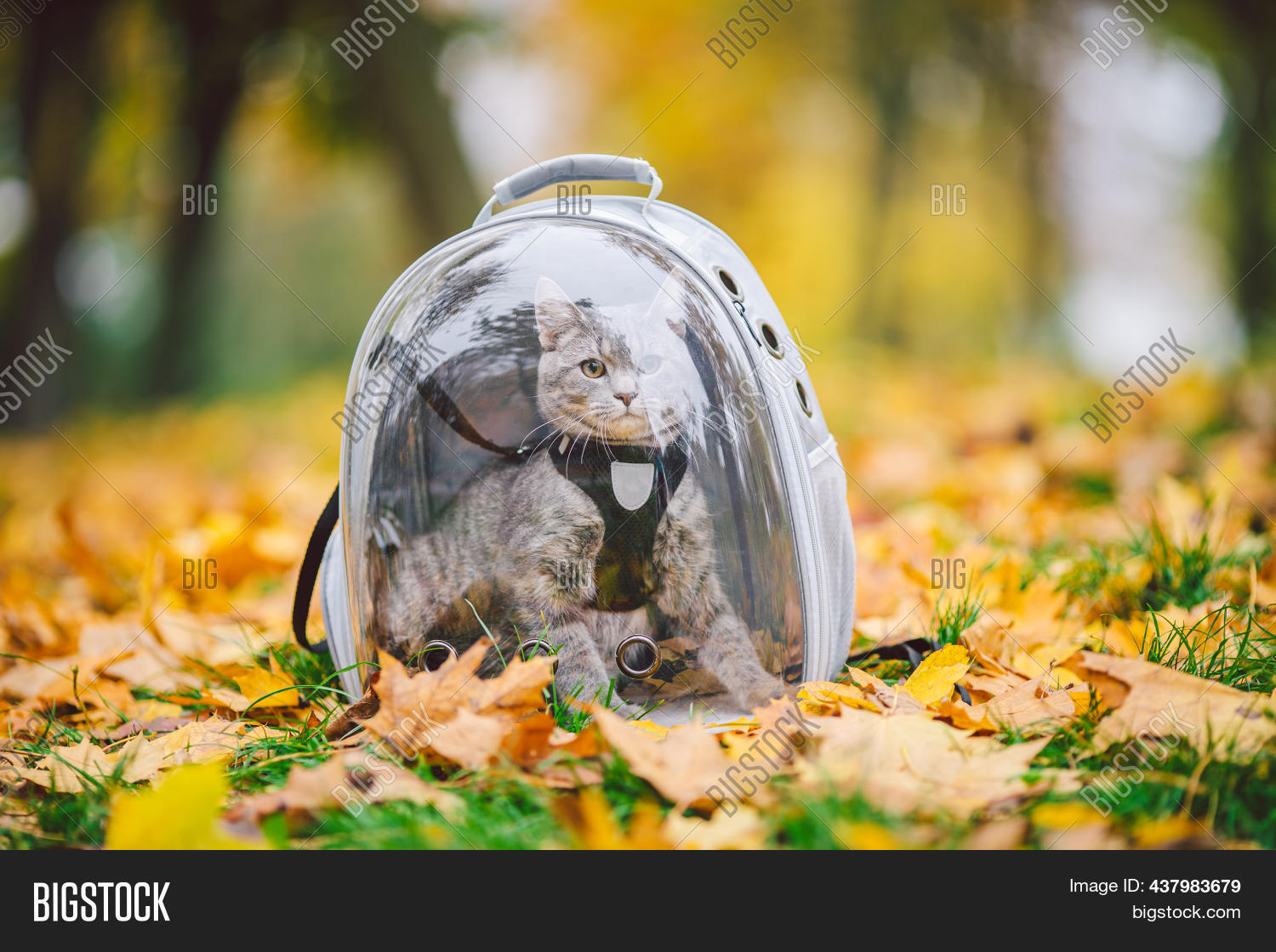 Gray Cat Backpack Image & Photo (Free Trial) | Bigstock