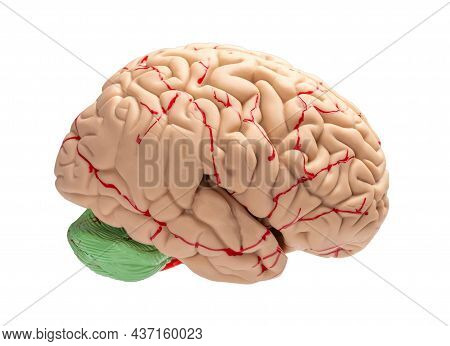 Human Brain Side View Image & Photo (Free Trial) | Bigstock