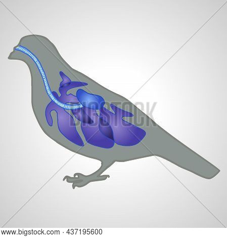 Internal Organs Bird Vector & Photo (Free Trial) | Bigstock