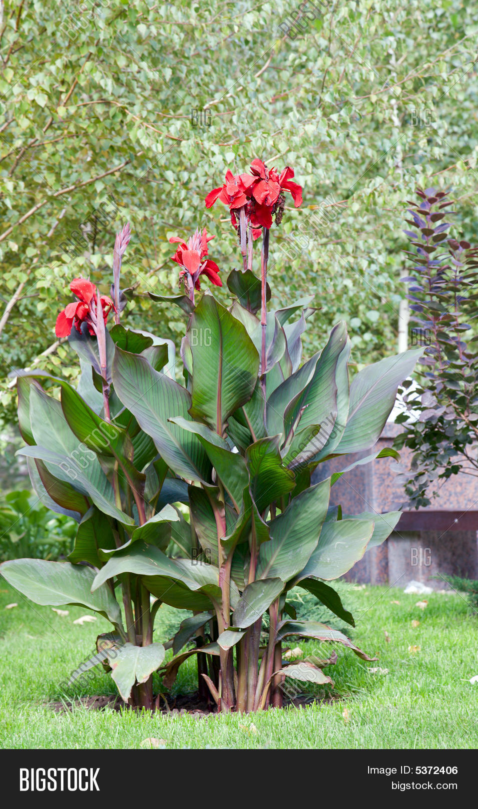 Big Red Flowers Bush Image & Photo (Free Trial) | Bigstock