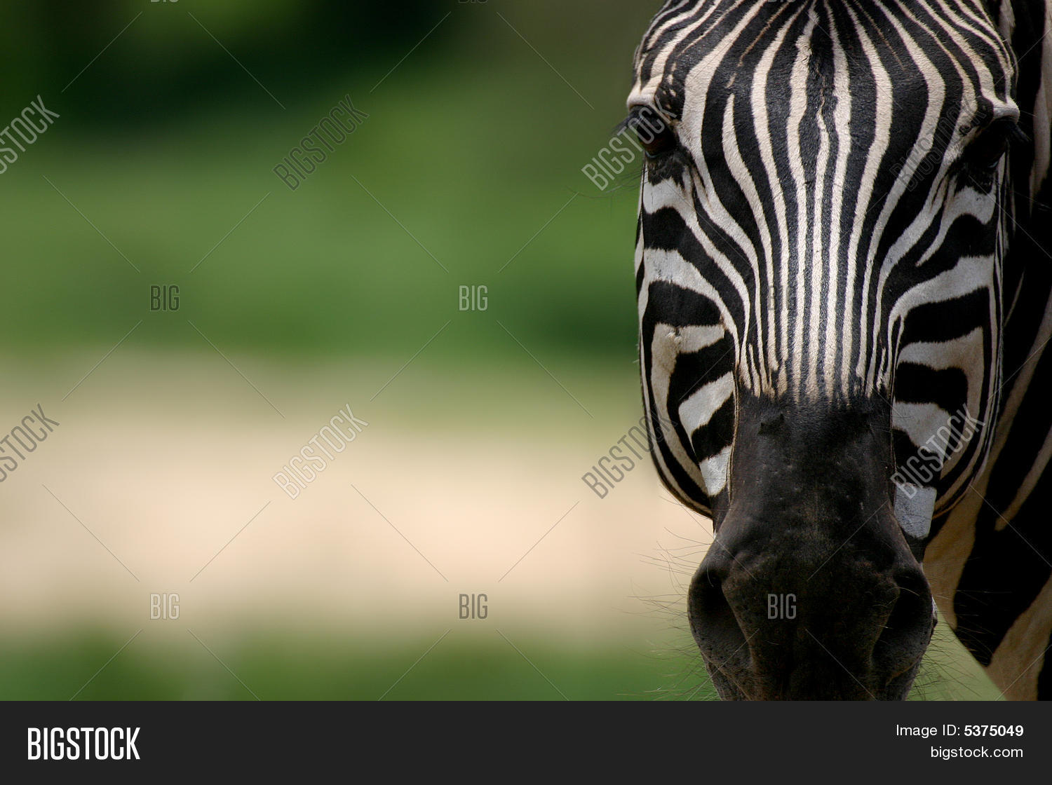 Zebra Image & Photo (Free Trial) | Bigstock