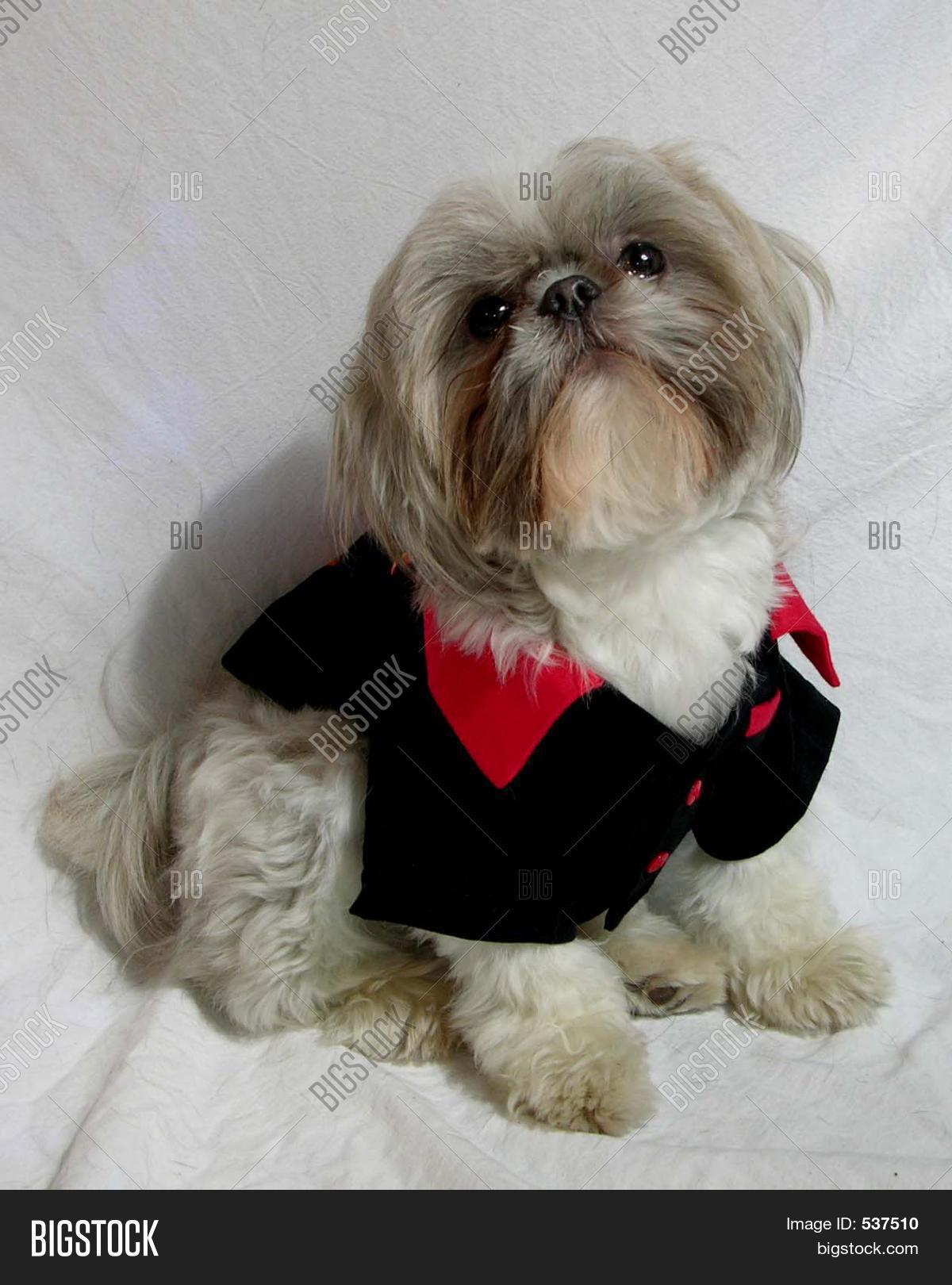 Formal Shih Tzu Image & Photo (Free Trial) | Bigstock