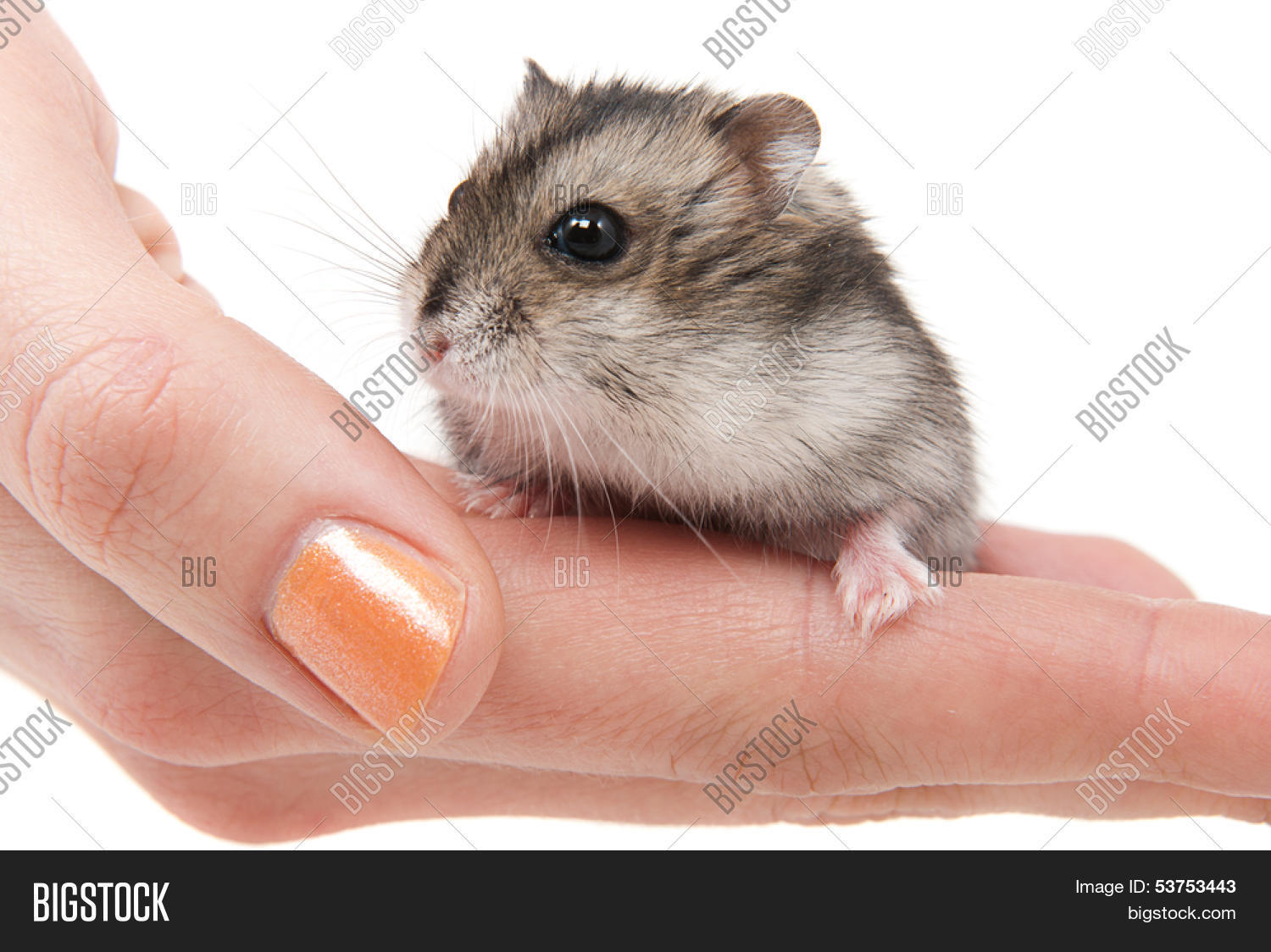 Little Dwarf Hamster Image & Photo (Free Trial) | Bigstock