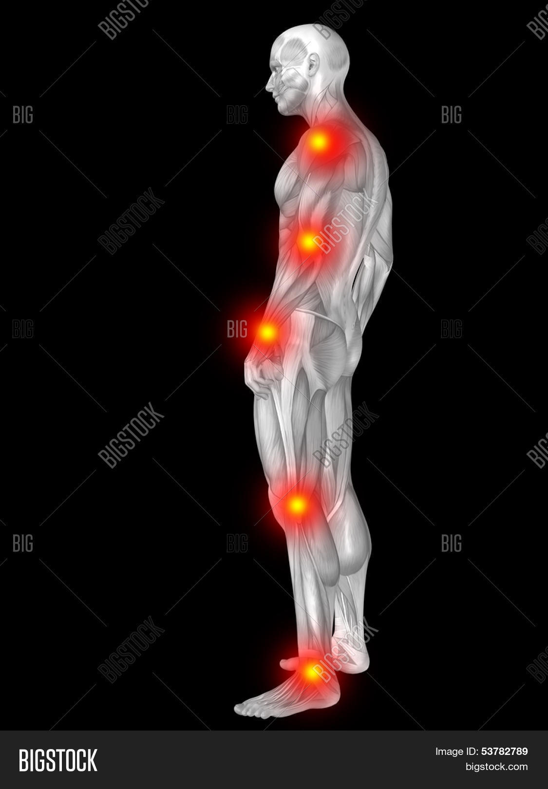 3D Human Man Muscles Image & Photo (Free Trial) | Bigstock