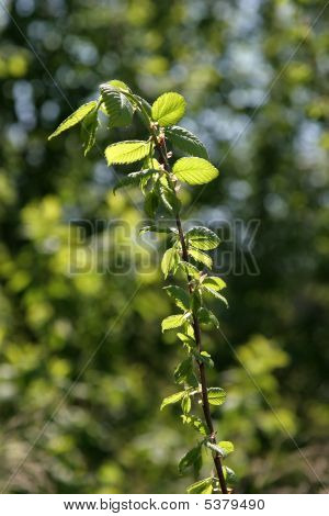 Hazel Branch Image & Photo (Free Trial) | Bigstock