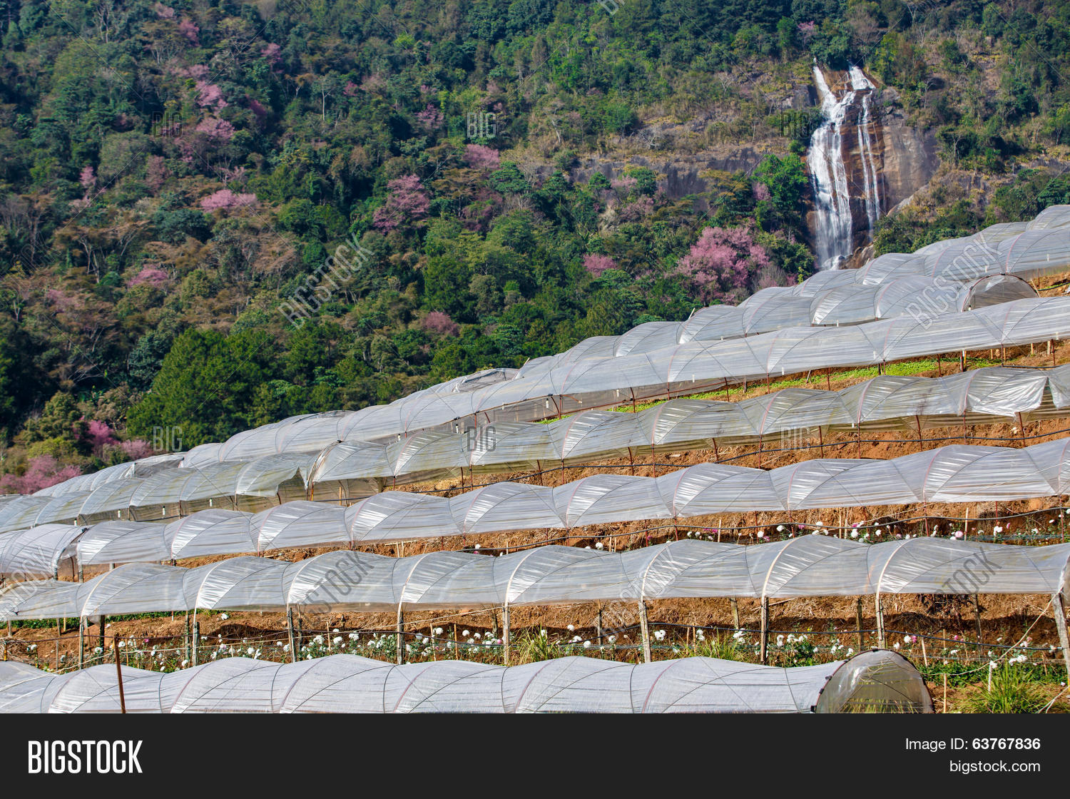 Cascade Greenhouse Image & Photo (Free Trial) | Bigstock