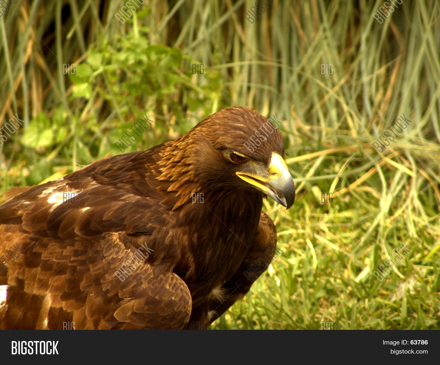 Real Eagle Image & Photo (Free Trial) | Bigstock