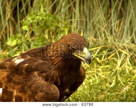 Real Eagle Image & Photo (Free Trial) | Bigstock