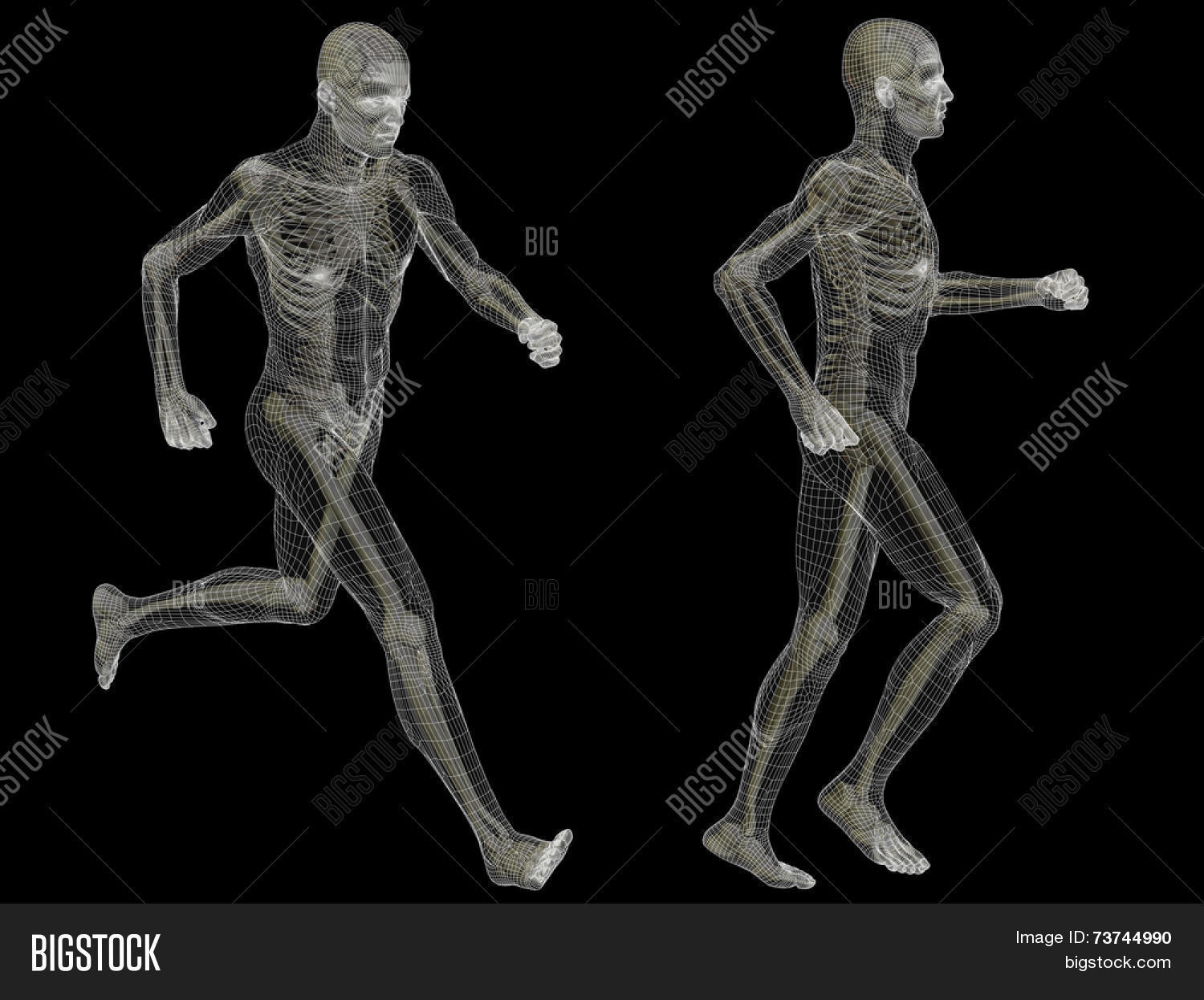 3D Human Male Anatomy Image & Photo (Free Trial) | Bigstock