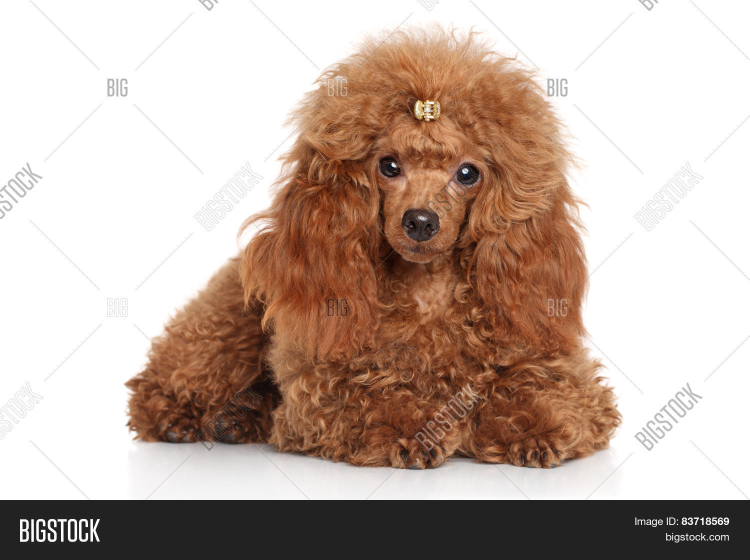 Imagen y foto Red Toy Poodle (prueba gratis) | Bigstock