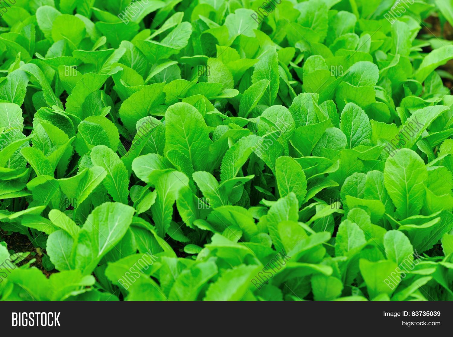Green Leaf Mustard Image & Photo (Free Trial) | Bigstock